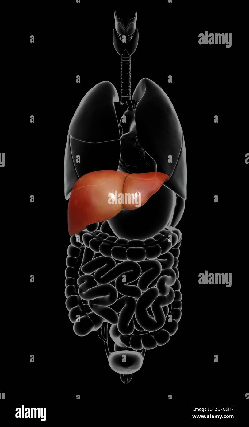 3d rendered, medically accurate illustration of Liver Anatomy Stock ...