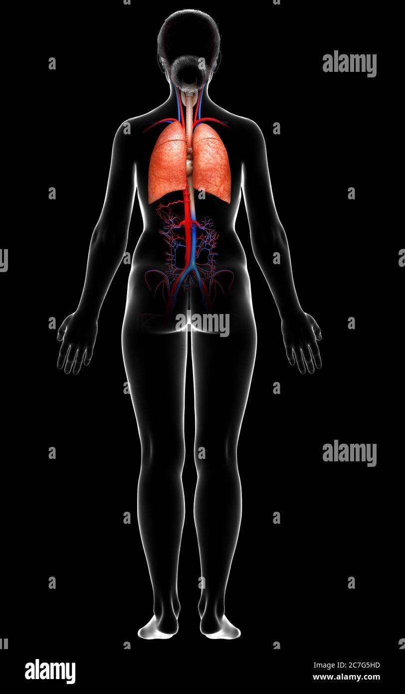 3d rendered, medically accurate illustration of a female lung anatomy ...