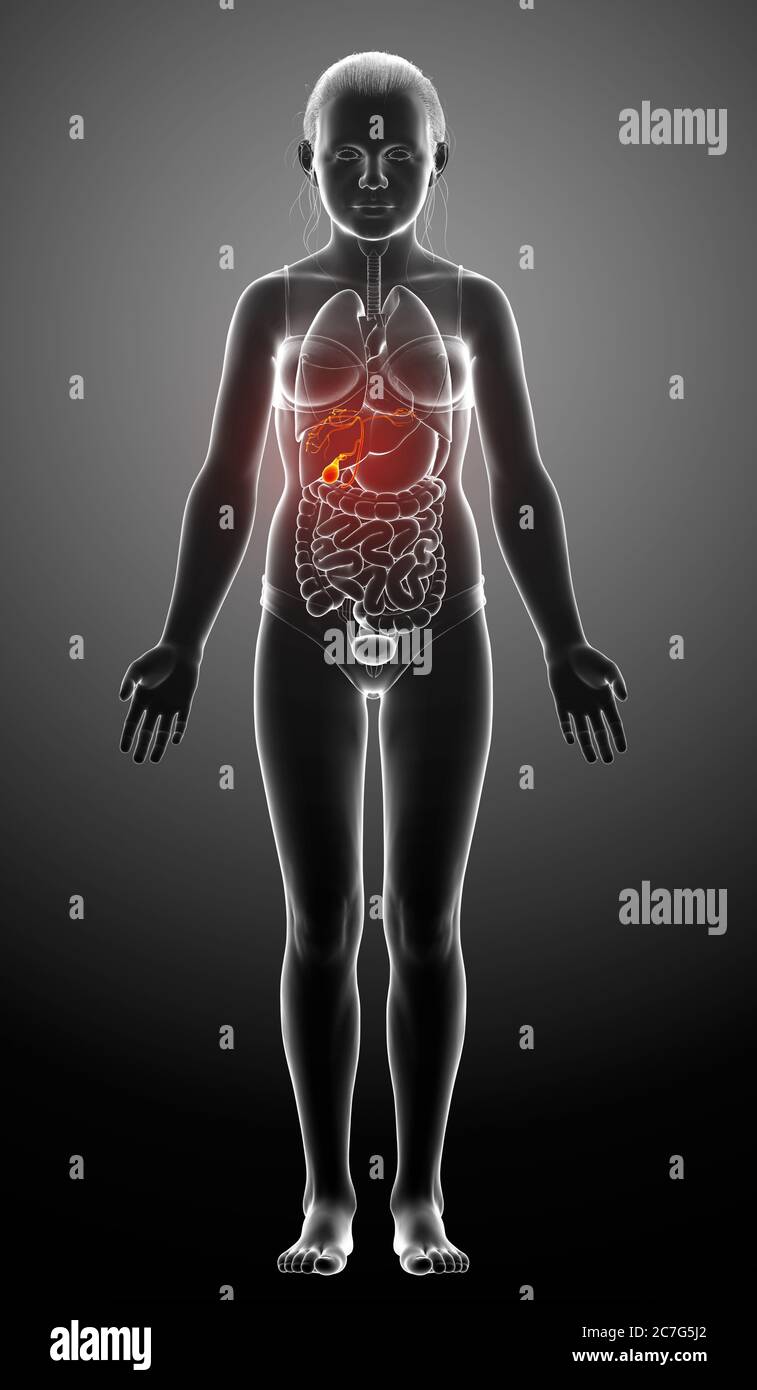 3d rendered medically accurate illustration of girl Organs Gallbladder ...