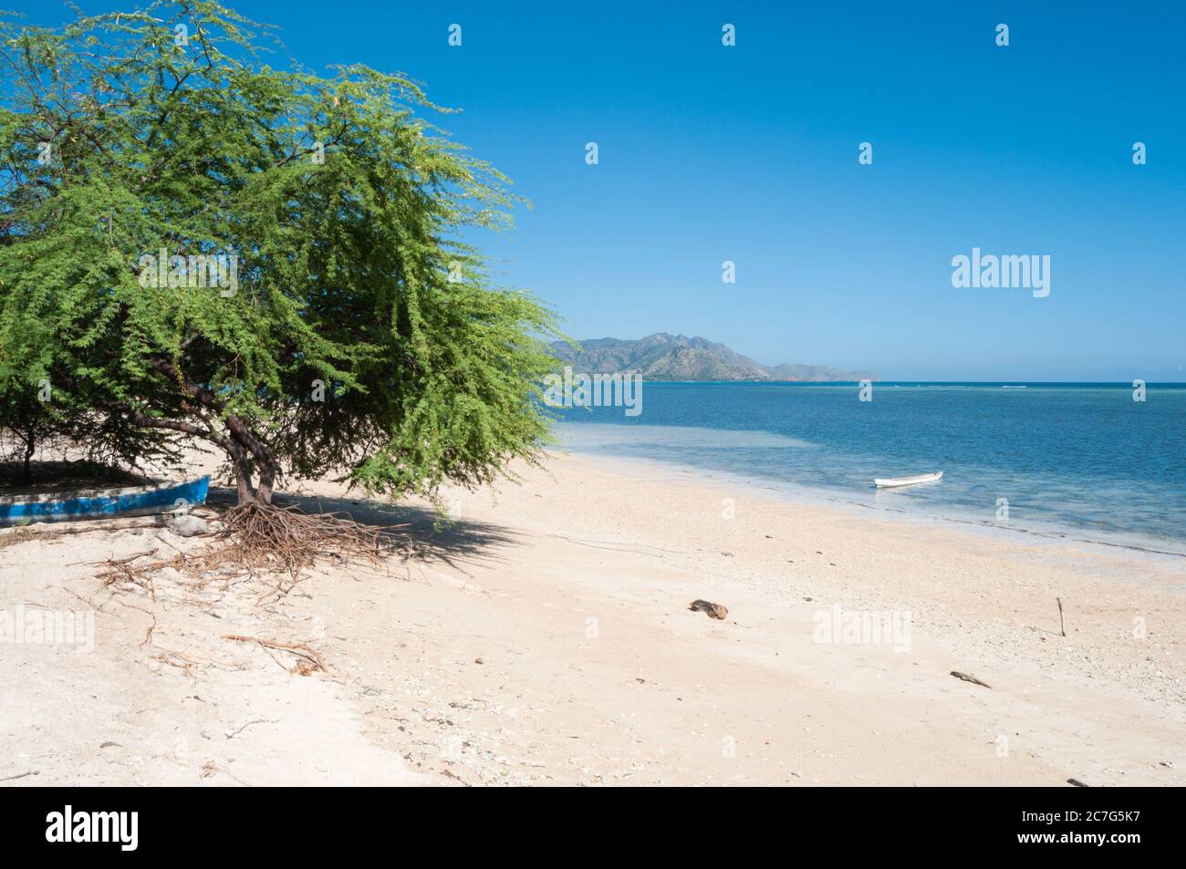 Timor leste tree hi-res stock photography and images - Alamy