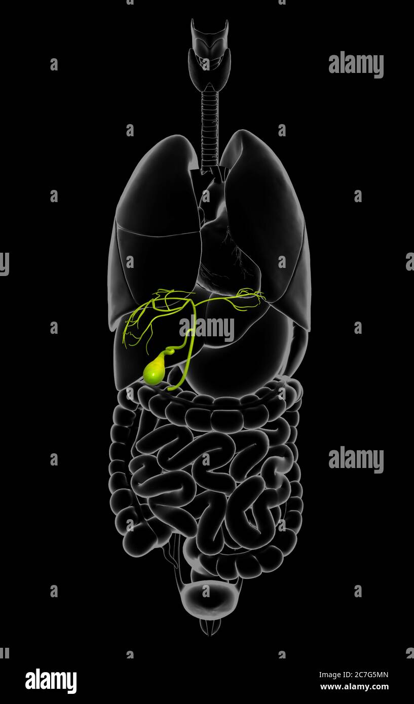 3d rendered medically accurate illustration of Organs Gallbladder ...