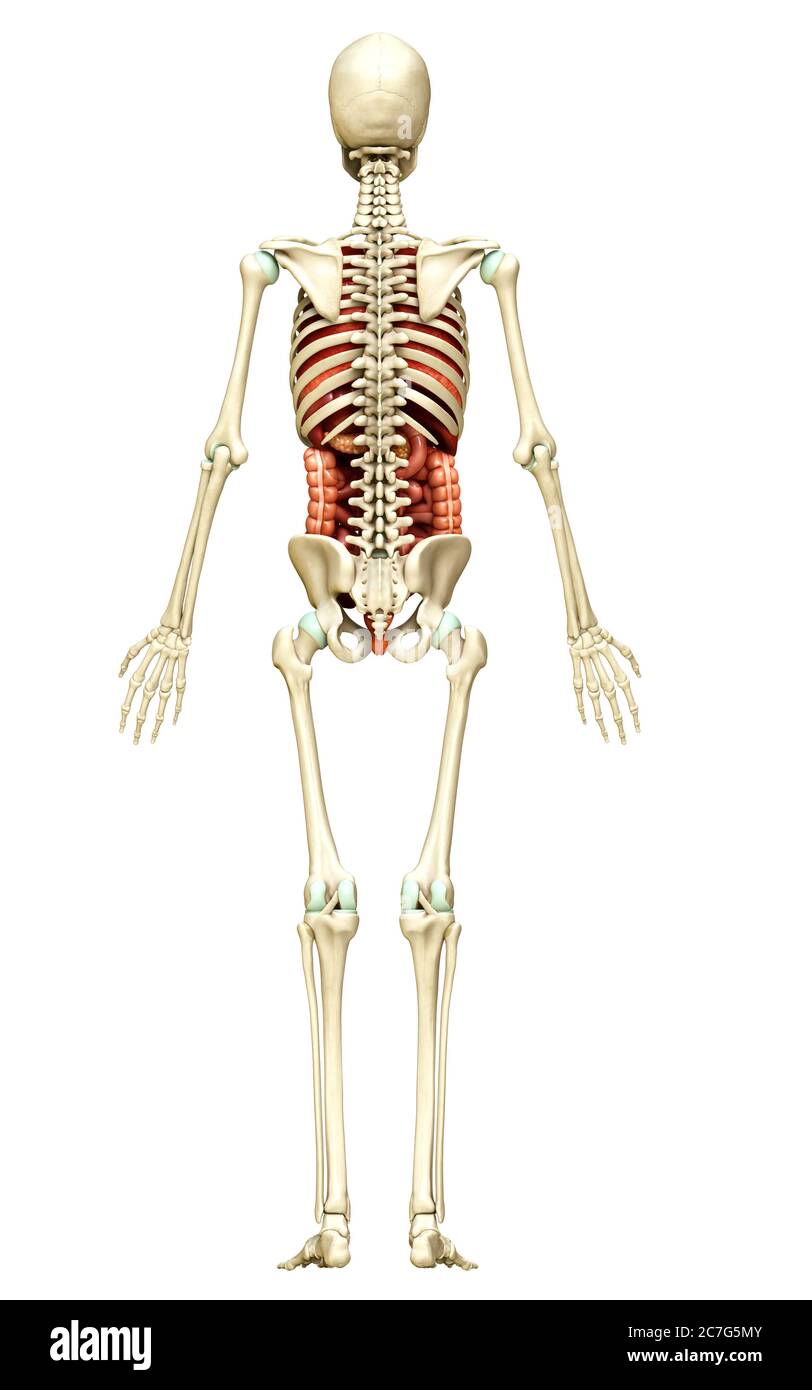 3d rendered medically accurate illustration of Internal organs and ...