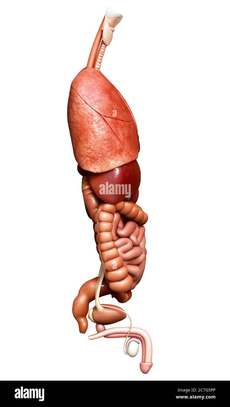 3d rendered medically accurate illustration of Internal organs Stock ...