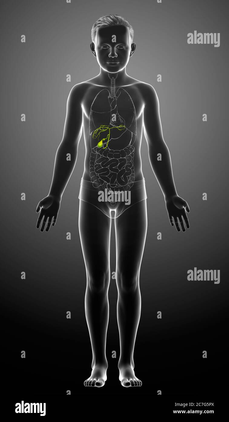 3d rendered medically accurate illustration of young boy Organs ...