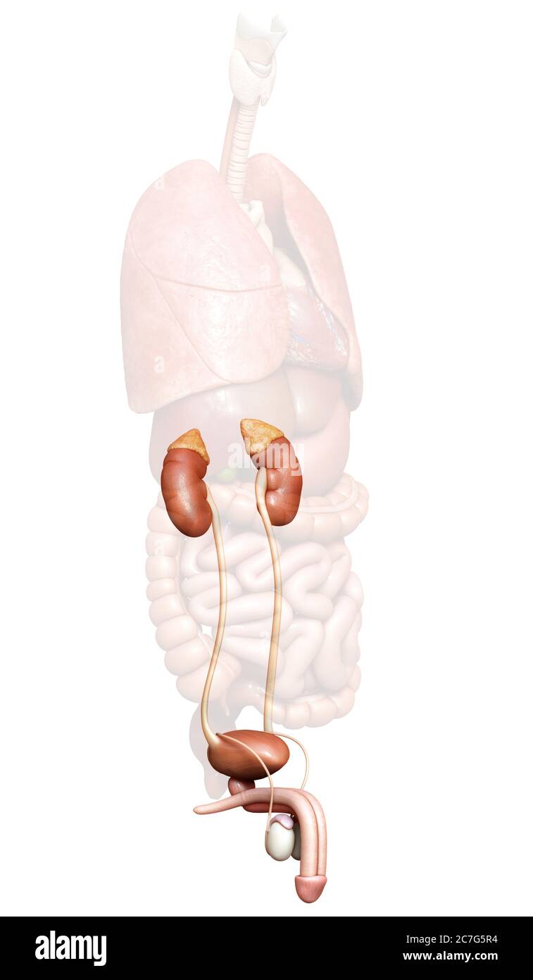 3d rendered, medically accurate illustration of the kidneys and urinary ...