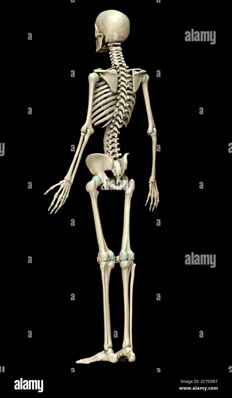 3d rendered, medically accurate illustration of the skeleton system ...
