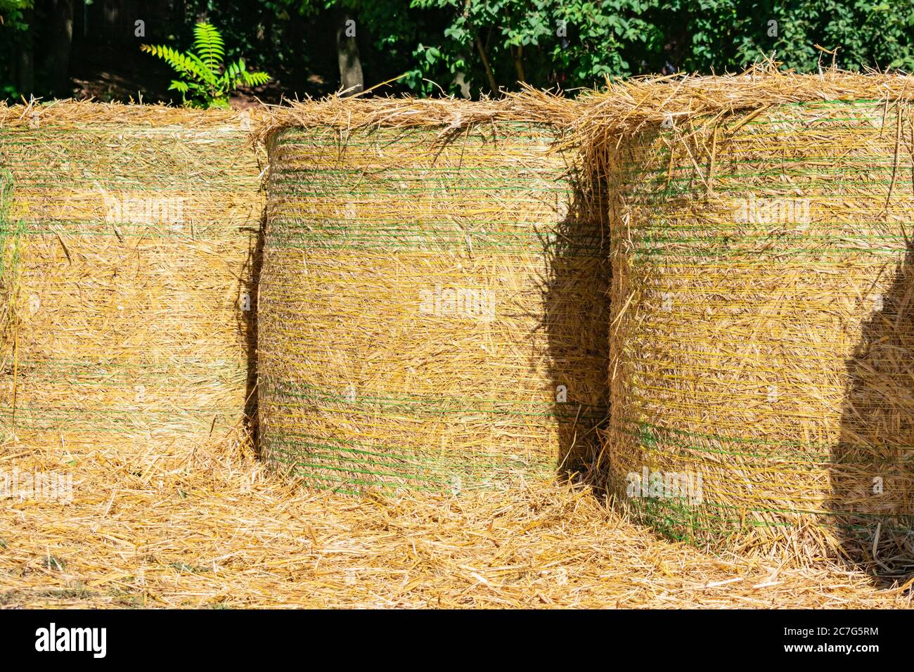 Straw stems put side by side in a farm during daytime Stock Photo - Alamy