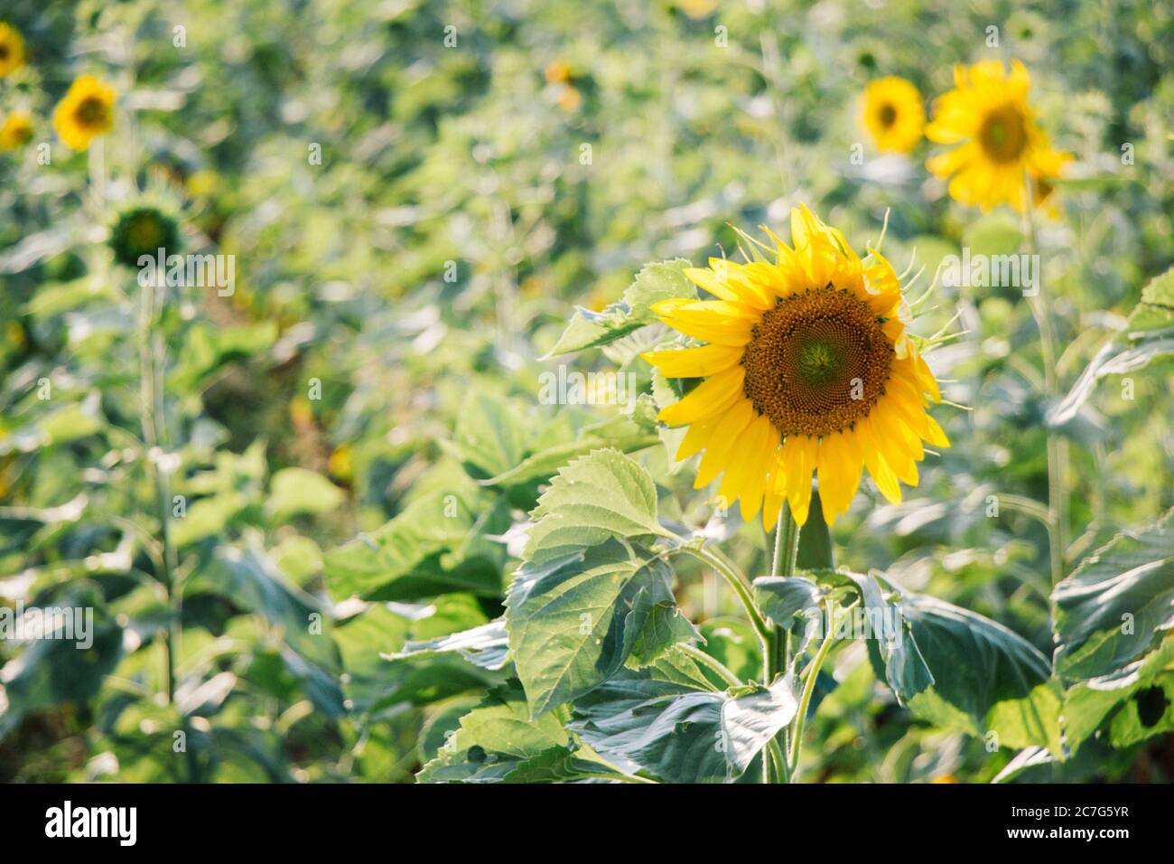 Sunflower field landscape , field of blooming sunflowers as natural ...