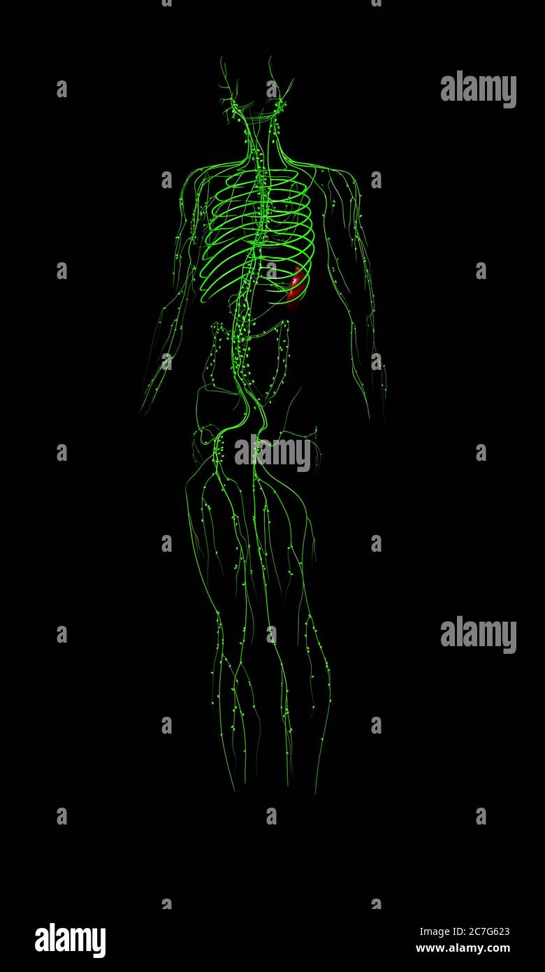 Lymphatic system of the upper body hi-res stock photography and images ...