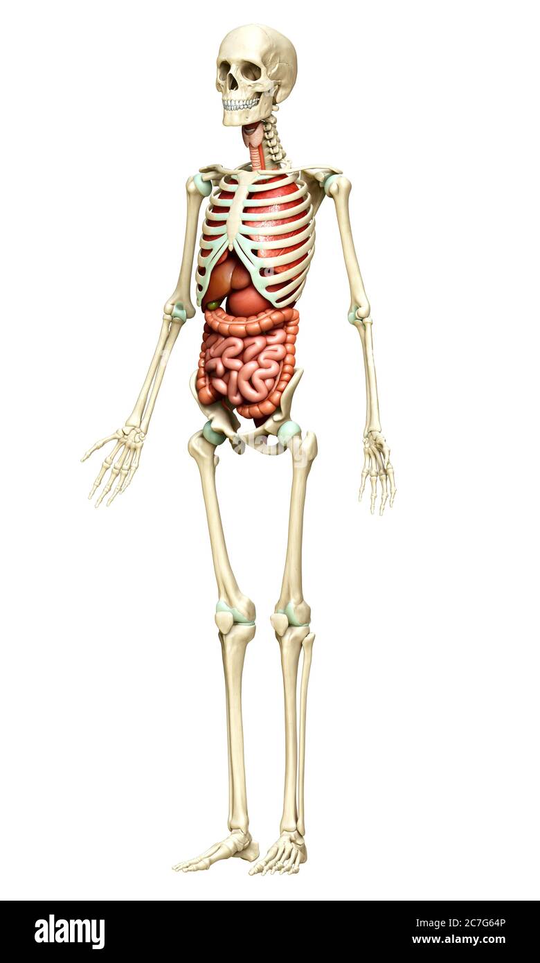 3d rendered medically accurate illustration of Internal organs and ...