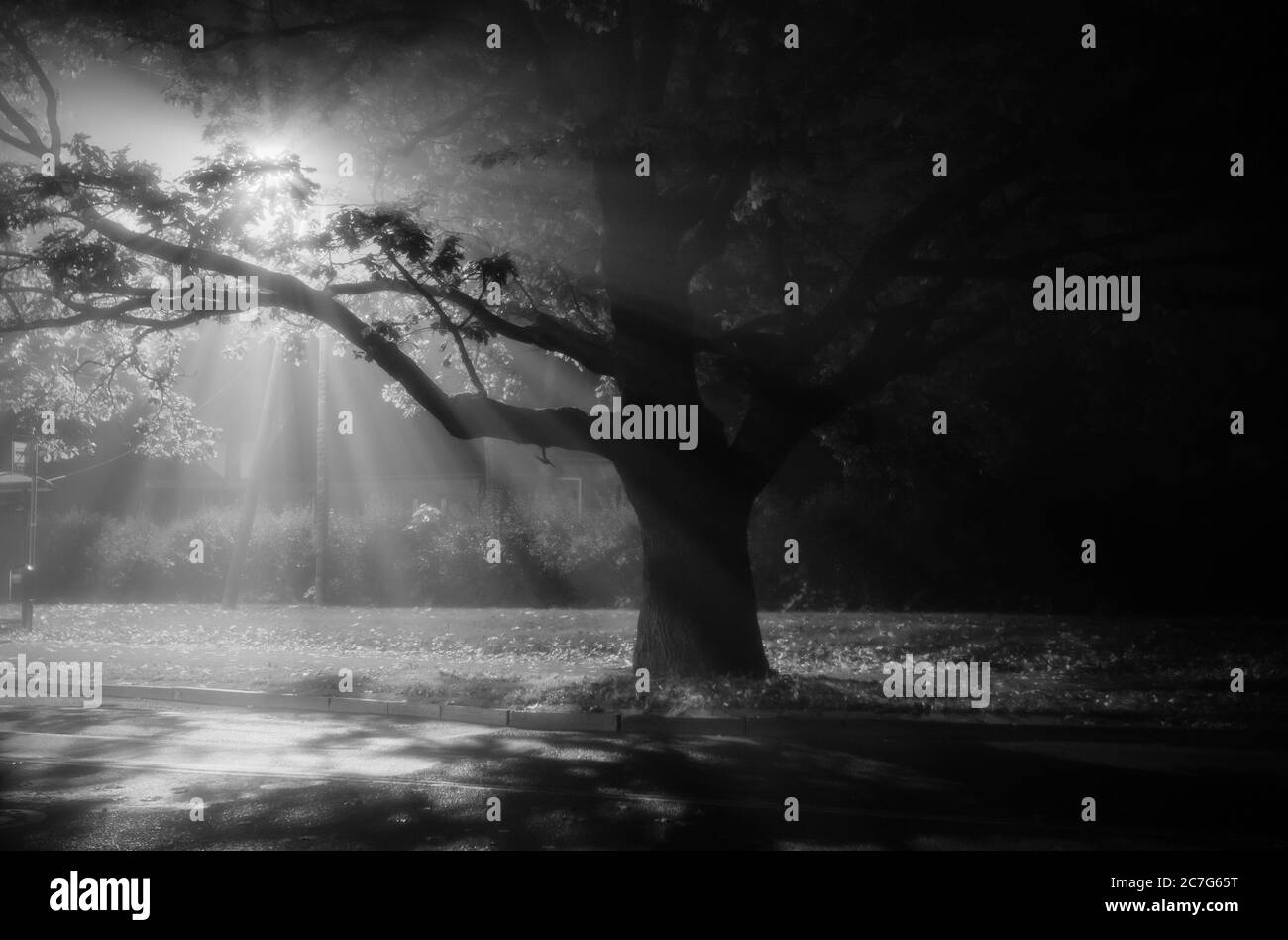 Eerie scenery of a single creepy large tree outdoors with the sun rays ...