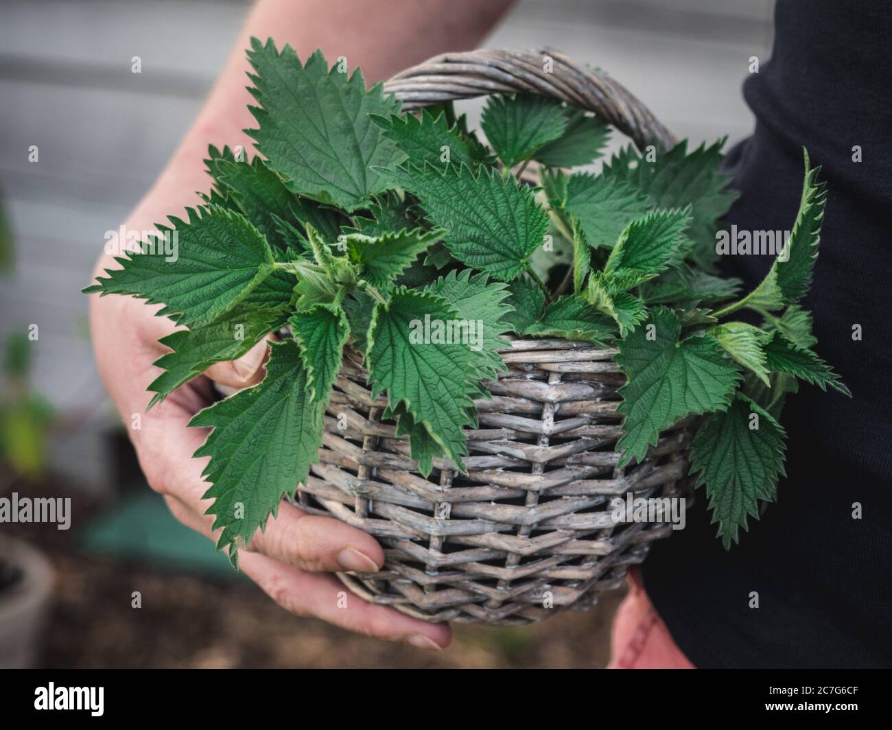 Nettle hand basket hi-res stock photography and images - Alamy