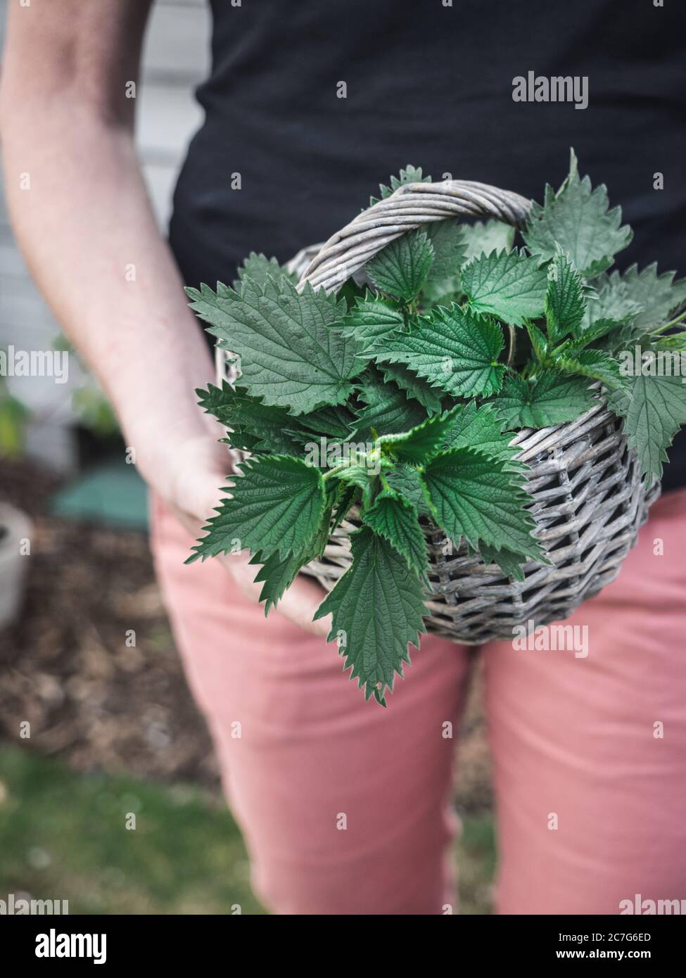 Woman holding freshly harvested nettle plants in basket Stock Photo - Alamy