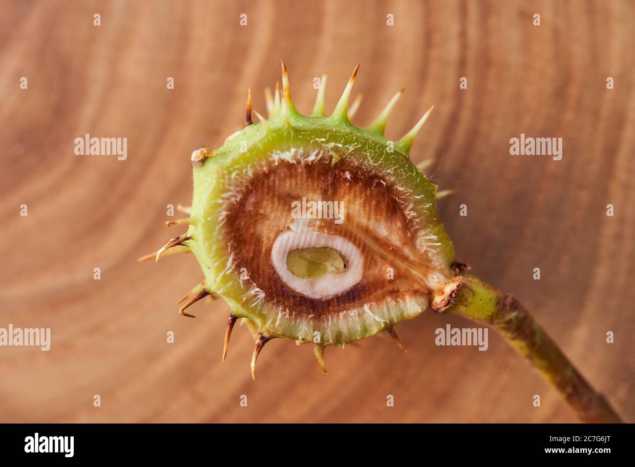 Sliced Green fruit of wild chestnut on a wooden slice. Close-up. With ...