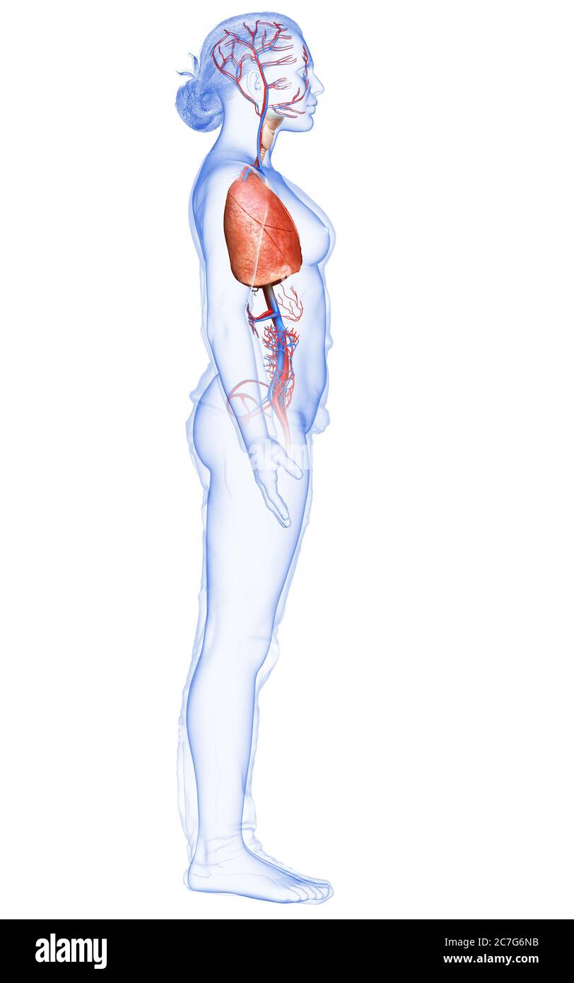 3d rendered, medically accurate illustration of a female lung anatomy ...