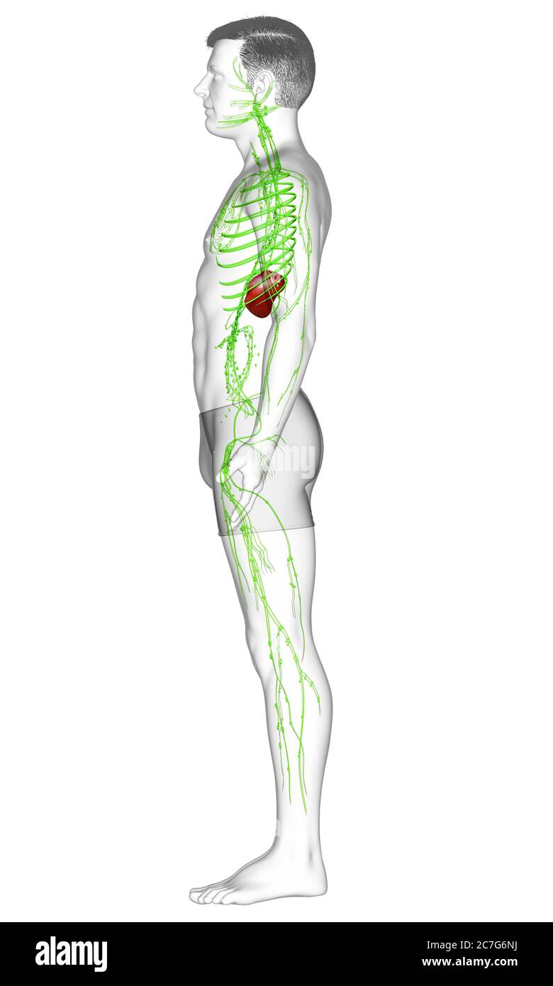 3d rendered medically accurate illustration of a male lymphatic system ...