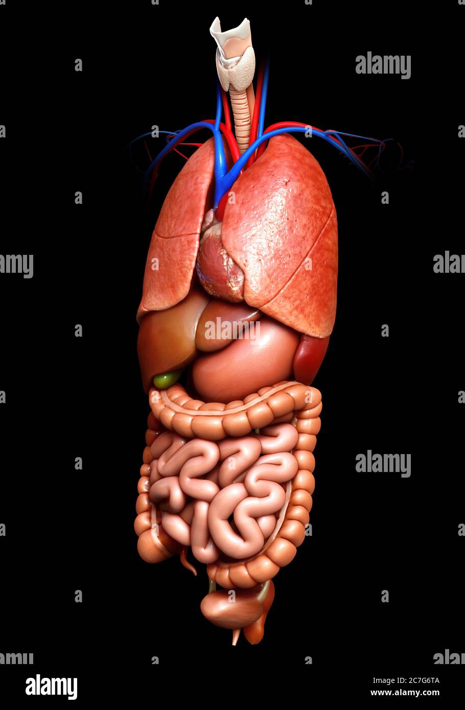 3d rendered medically accurate illustration of Internal organs Stock ...