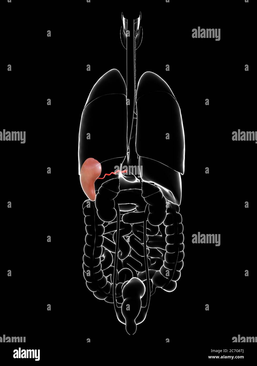 3d rendered, medically accurate illustration of the Spleen Anatomy ...