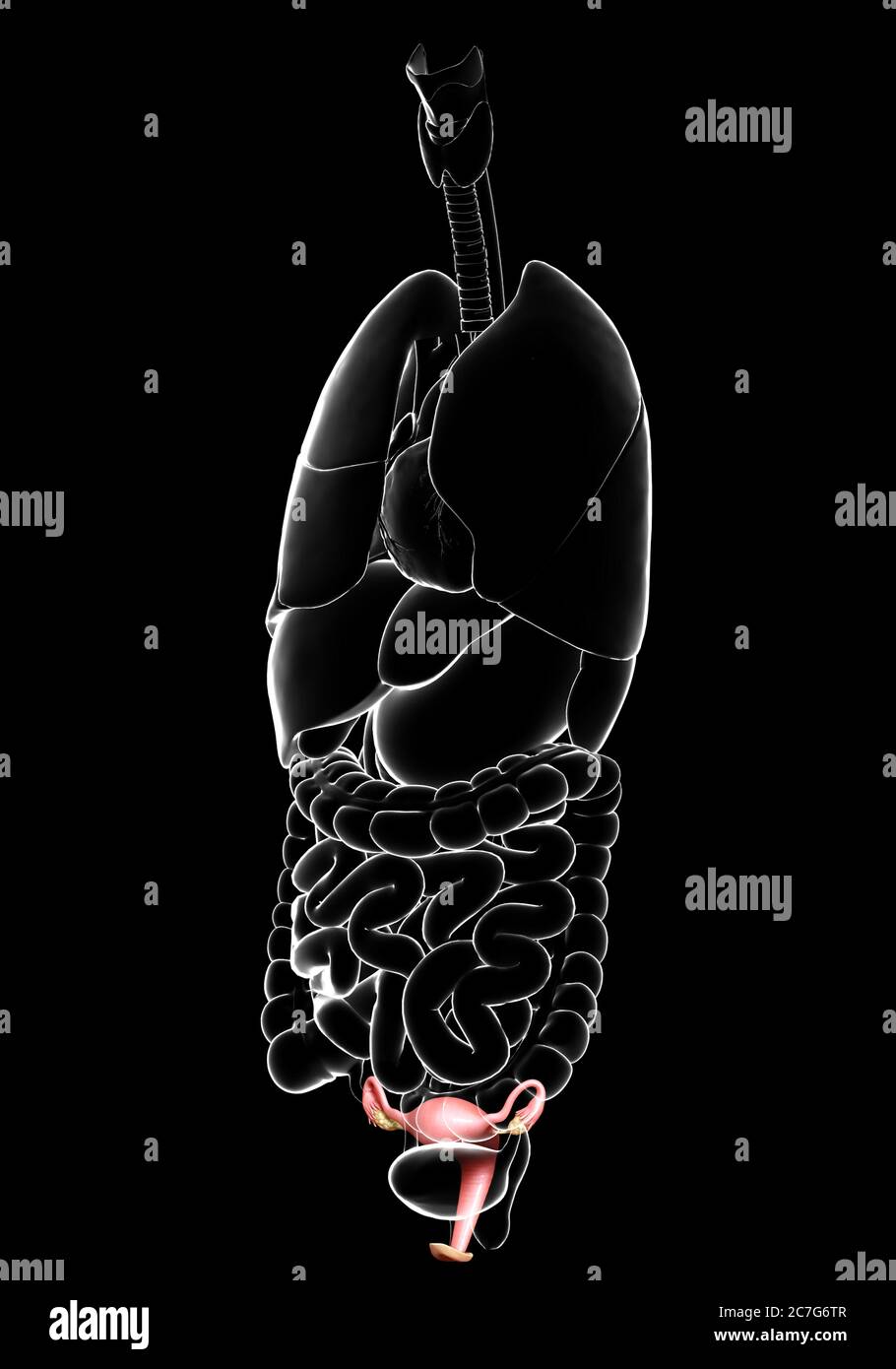 3d rendered medically accurate illustration of female uterus anatomy ...