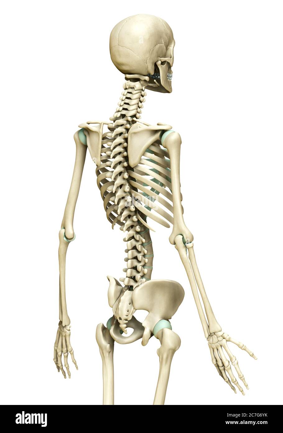 3d rendered, medically accurate illustration of the skeleton system ...