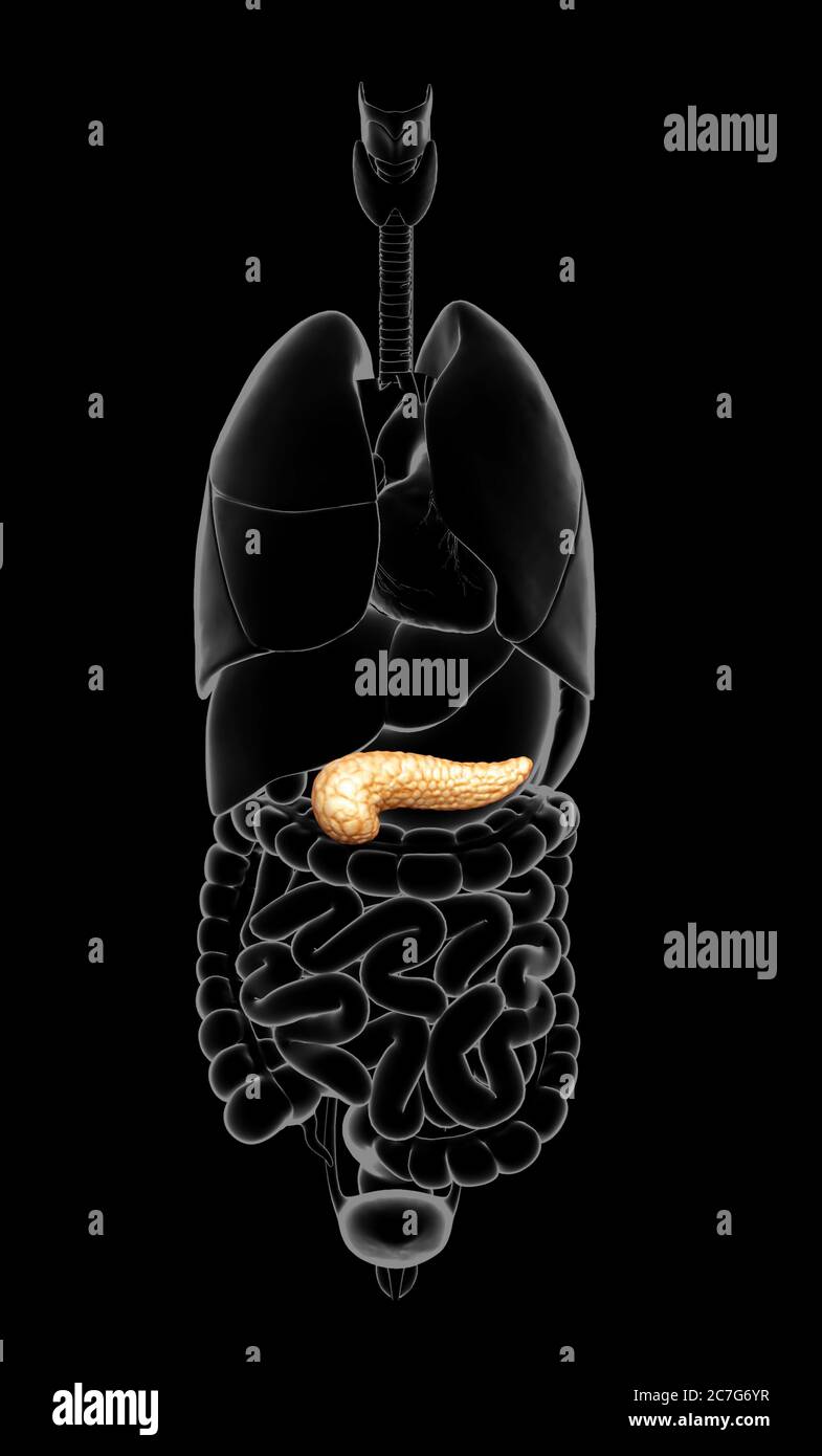 3d rendered, medically accurate illustration of the pancreas Stock ...