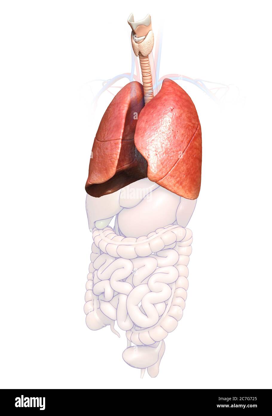 3d rendered, medically accurate illustration of a lung anatomy Stock ...