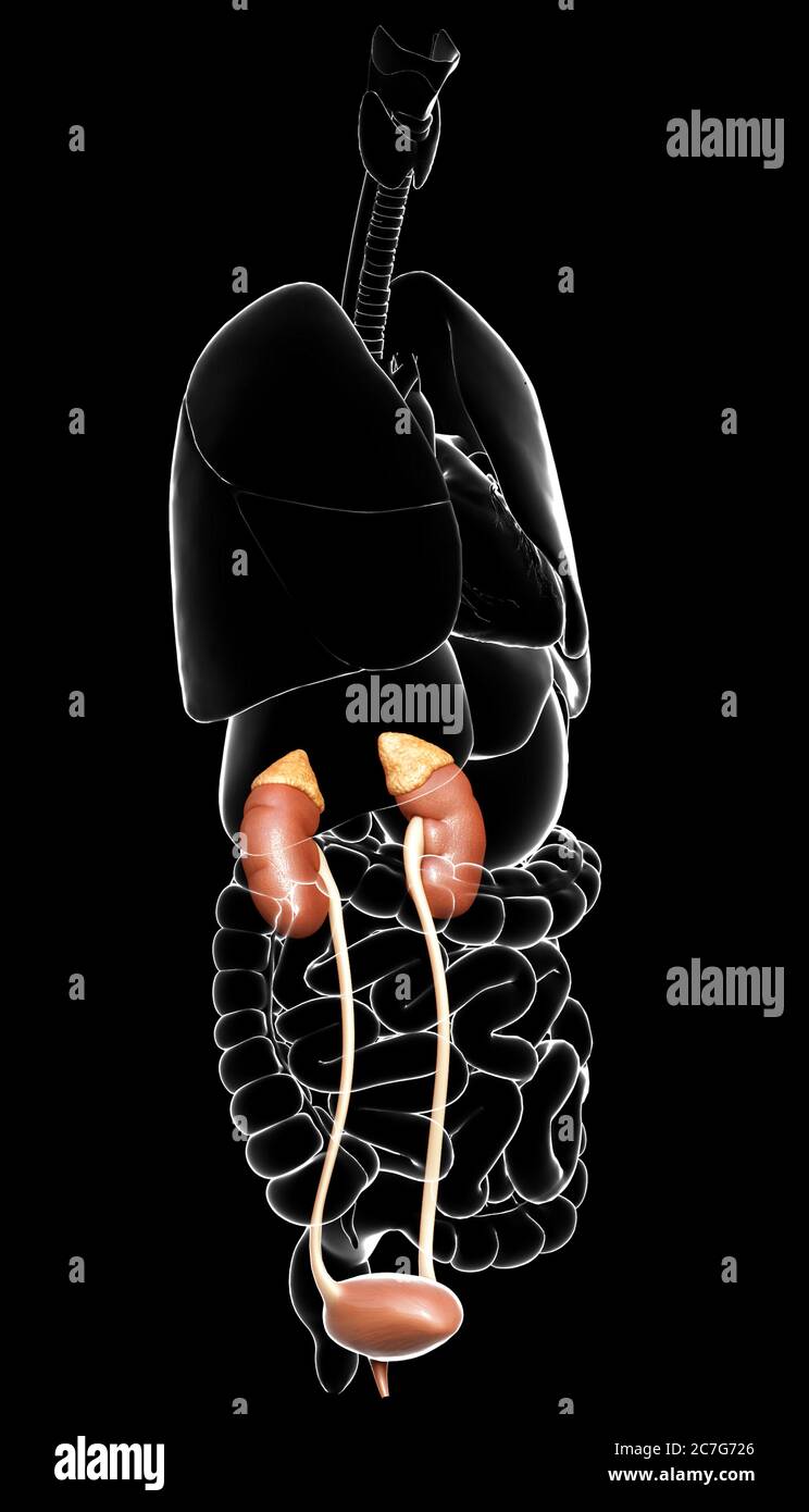 3d rendered, medically accurate illustration of the kidneys and urinary ...