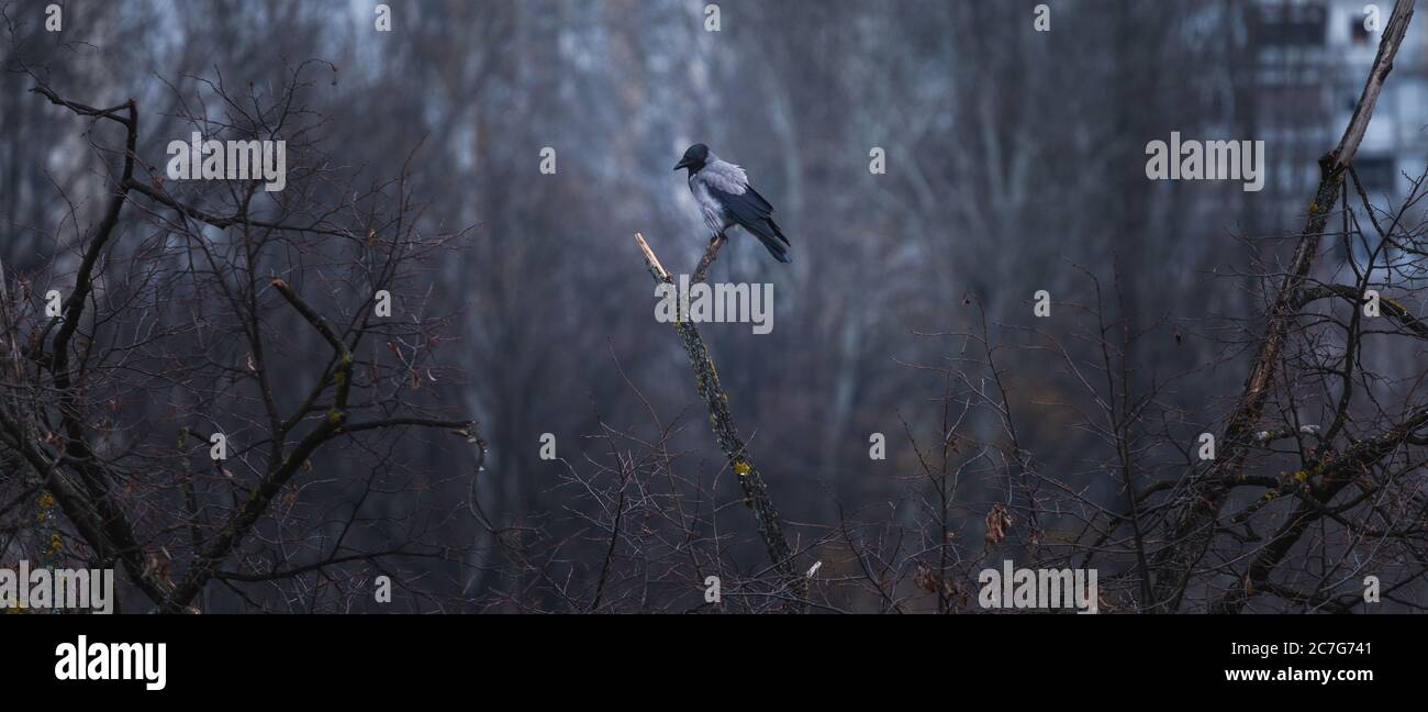 Black and grey crow sitting on a tree branch with a forest and ...