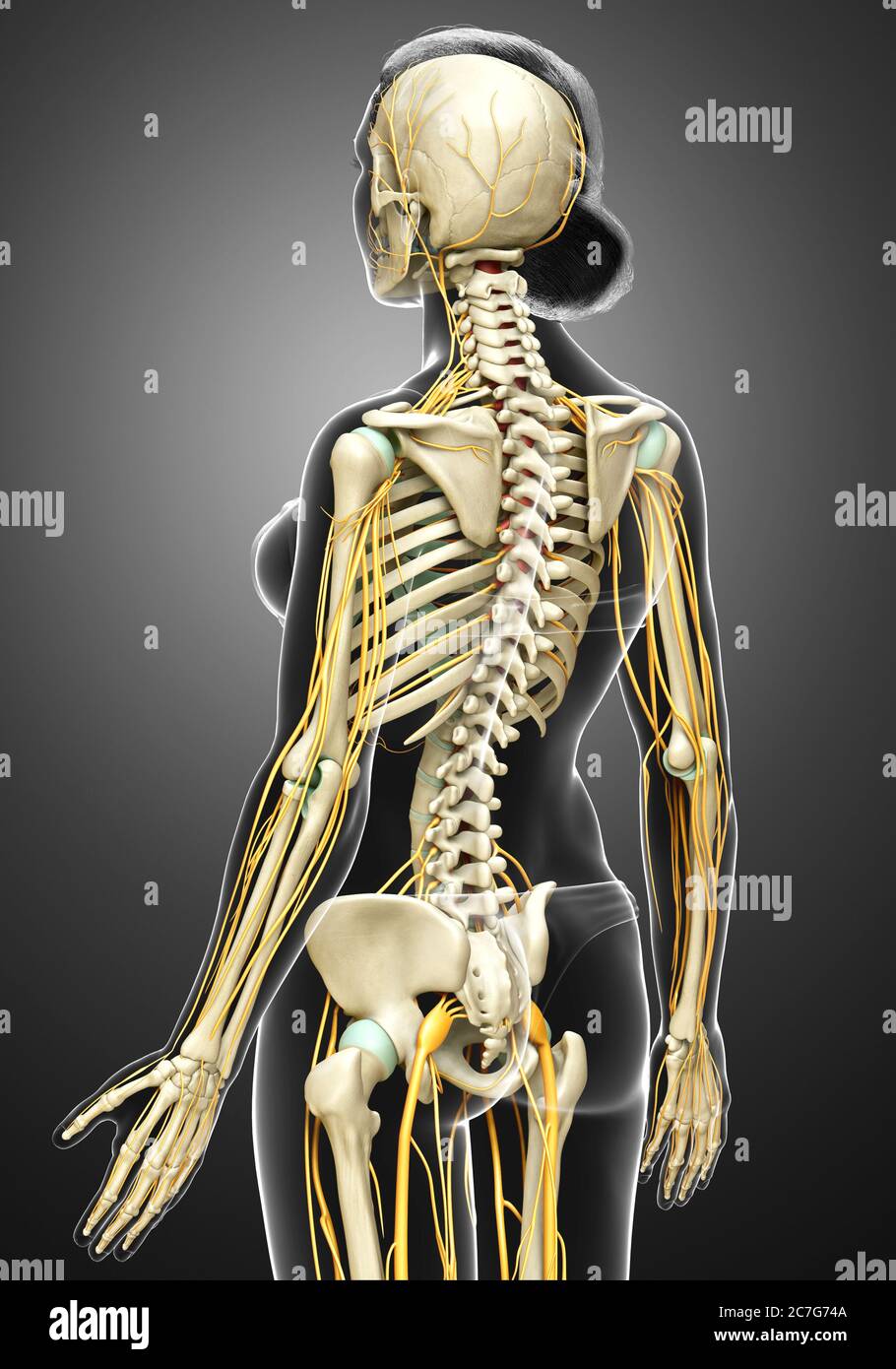 3d rendered medically accurate illustration of a female nervous system ...