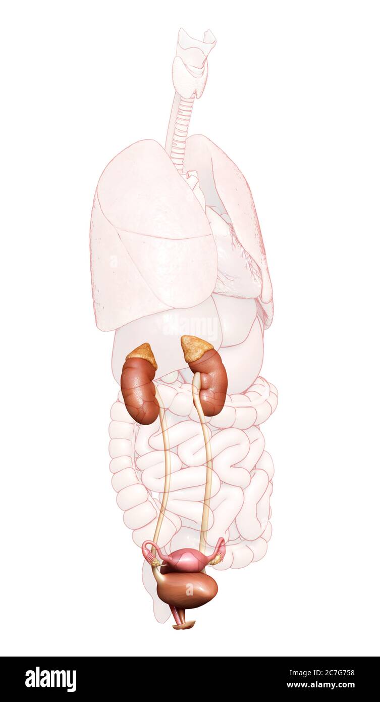 3d rendered, medically accurate illustration of the female kidneys and ...