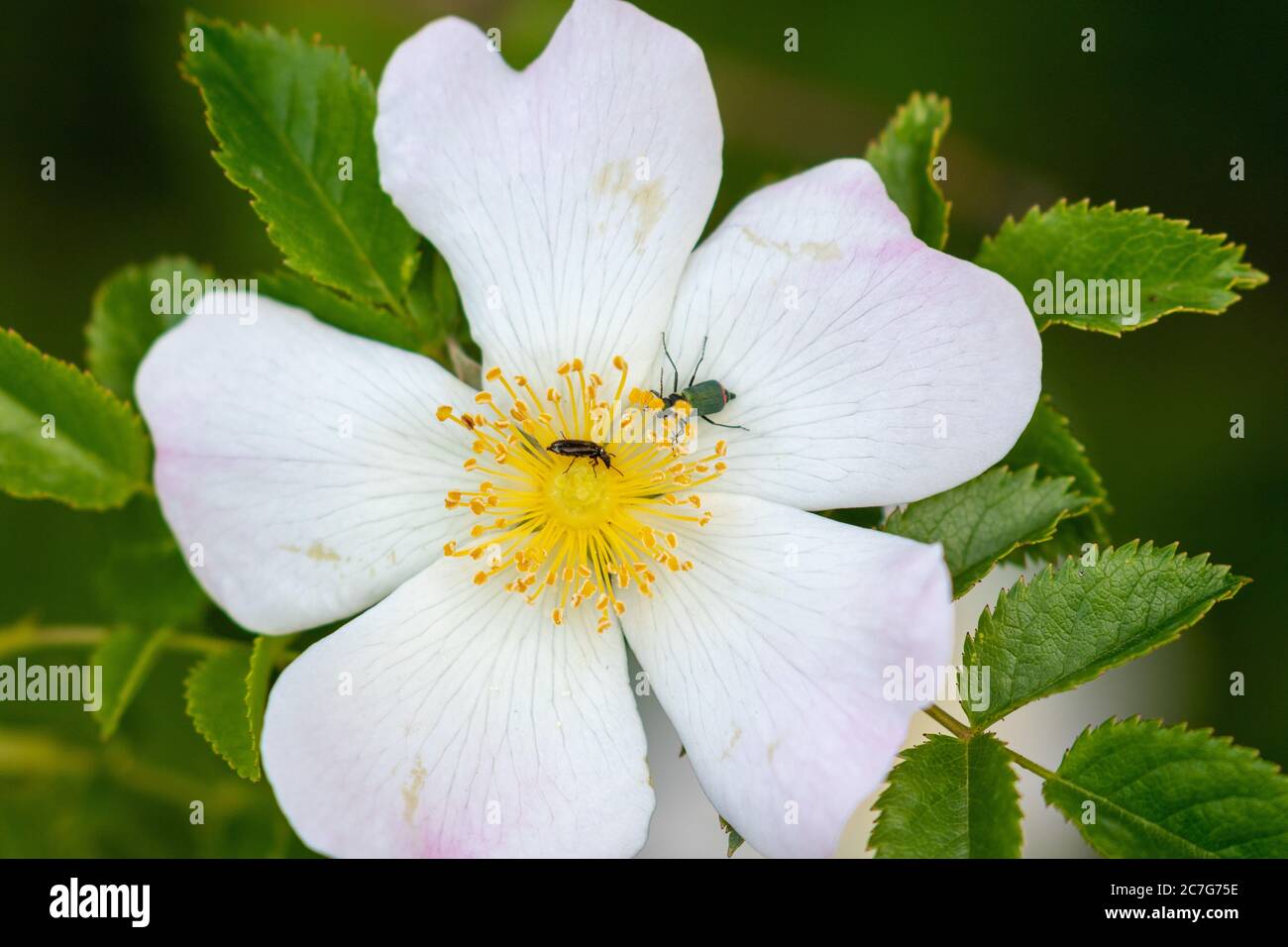 Large wild rose bush hi-res stock photography and images - Alamy