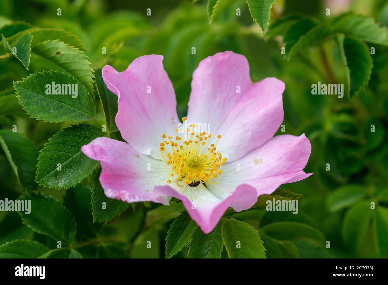 Blooming wild rose hi-res stock photography and images - Alamy