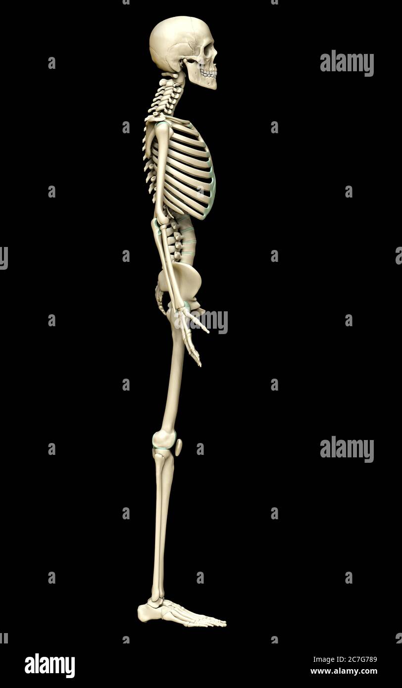 Human skeleton pelvic joints xray hi-res stock photography and images ...