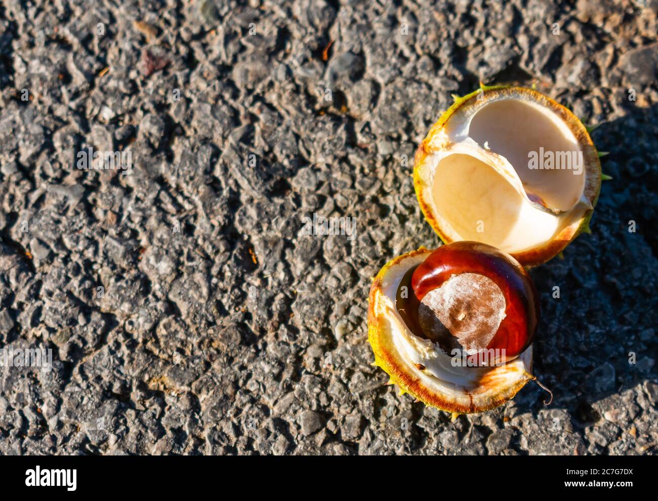 Chestnut in a shell on a concrete ground Stock Photo - Alamy