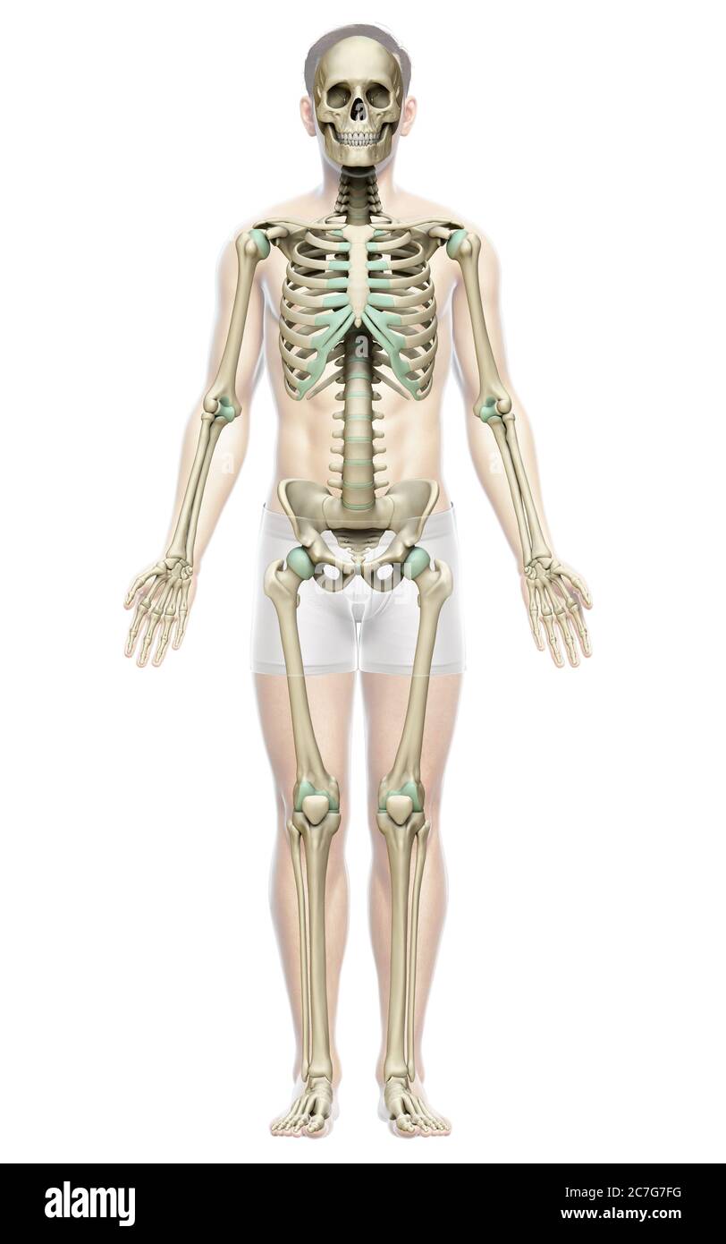 3d rendered, medically accurate illustration of a male skeleton system ...