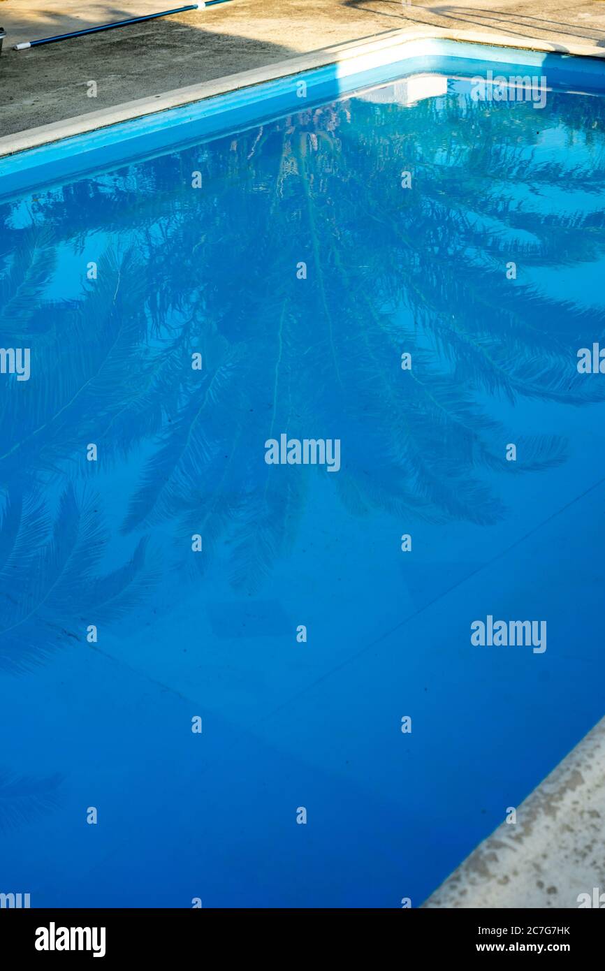 Discreet reflection of a large palm tree in a blue pool with calm water ...