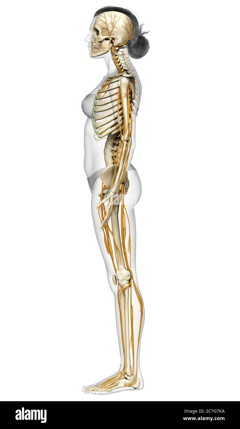 3d rendered medically accurate illustration ofa female nervous system ...