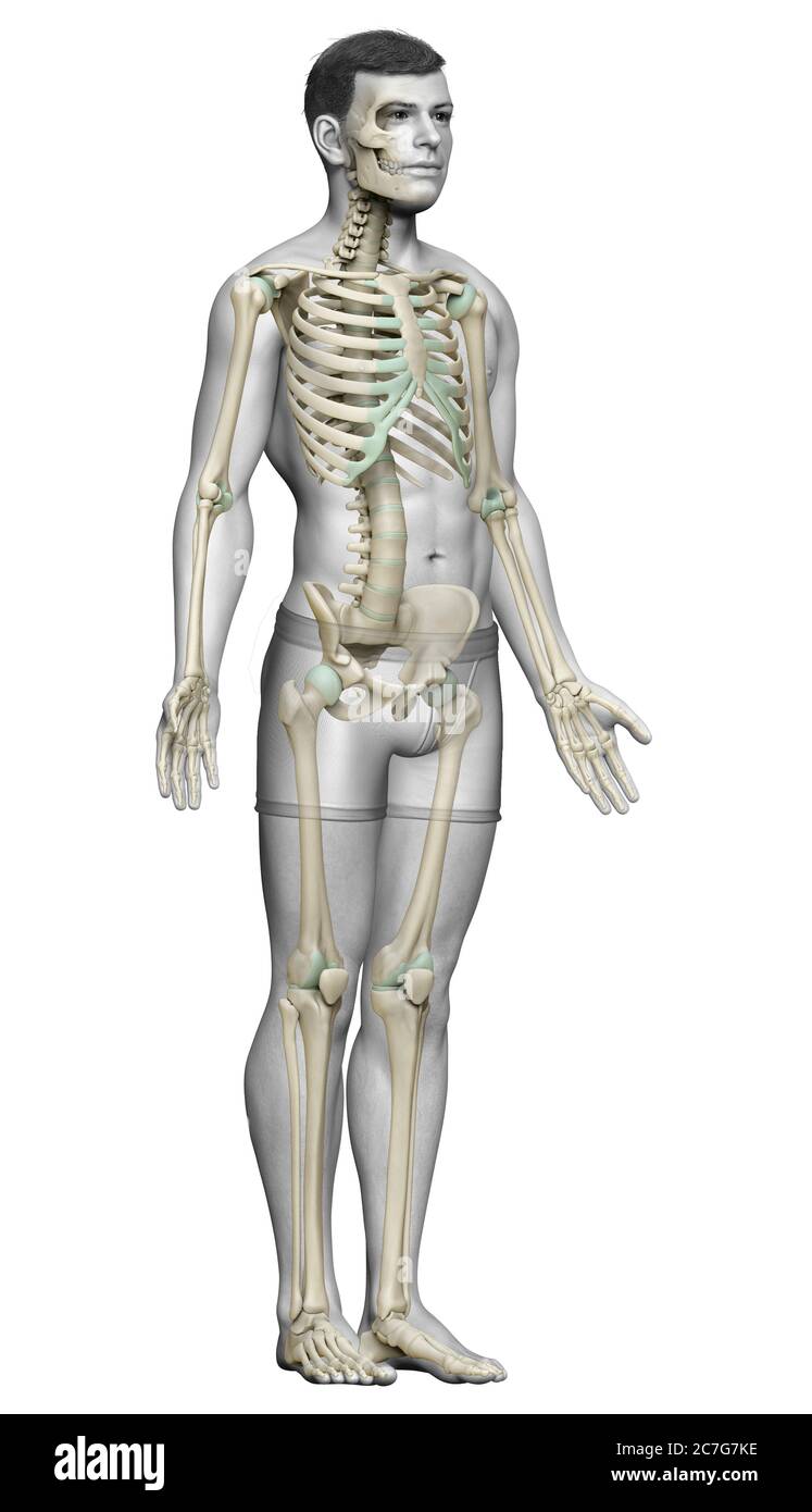 3d rendered, medically accurate illustration of a male skeleton system ...