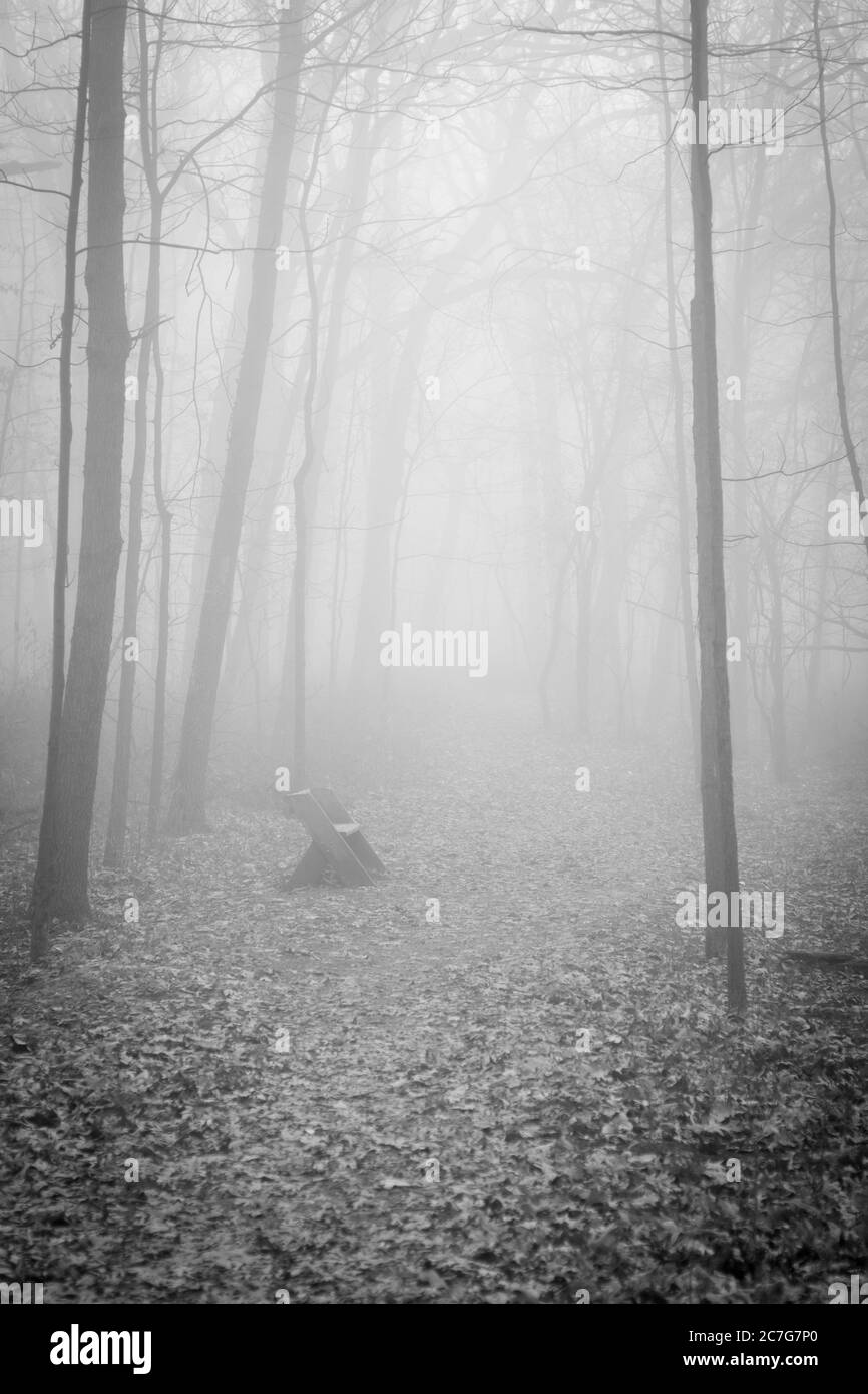 Vertical shot of a mysterious eerie scenery of a forest enveloped in ...