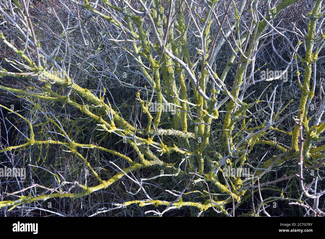 Vegetation bushes bush leaves hi-res stock photography and images - Alamy