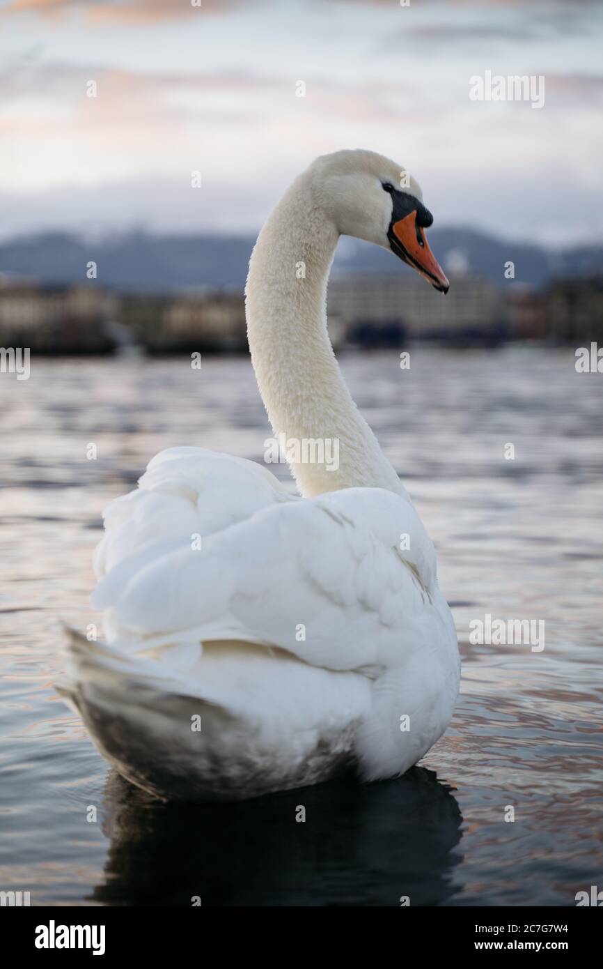 Vertical shot of a beautiful single swan swimming alone in a river ...