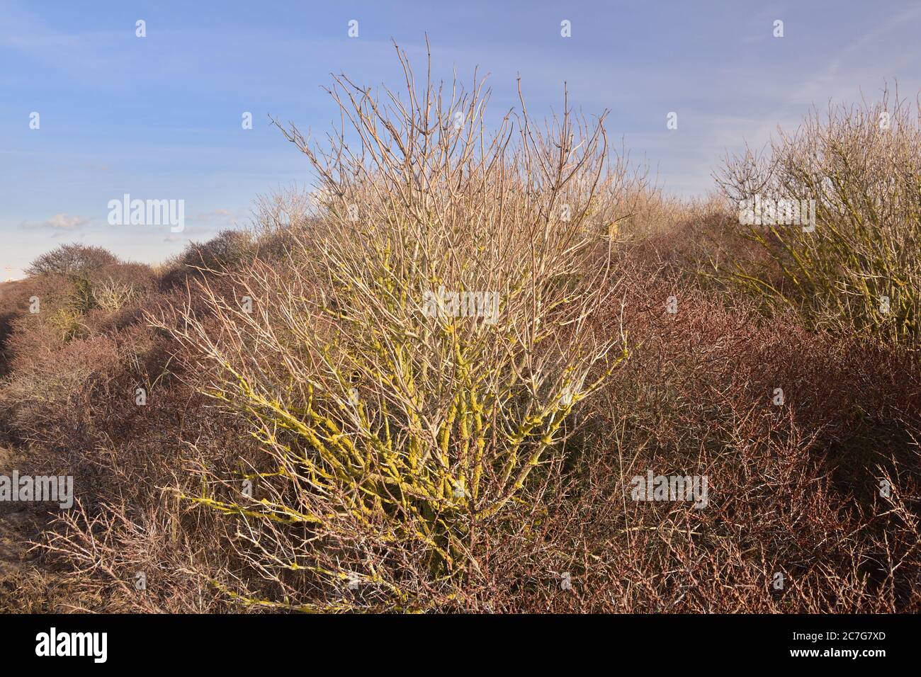Vegetation bushes bush leaves hi-res stock photography and images - Alamy