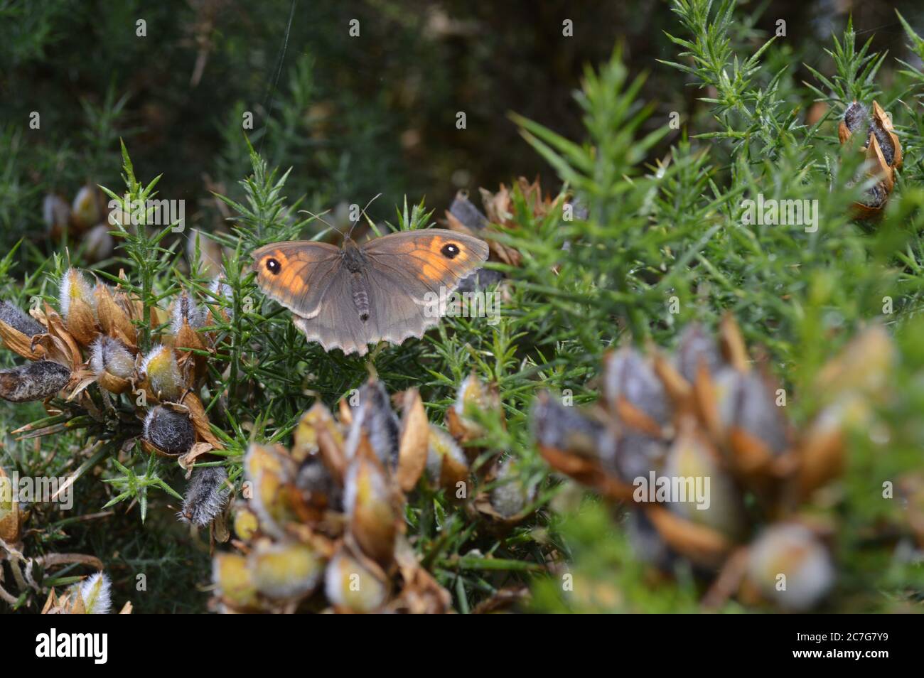 Butterfly Meadow Brown Stock Photo - Alamy