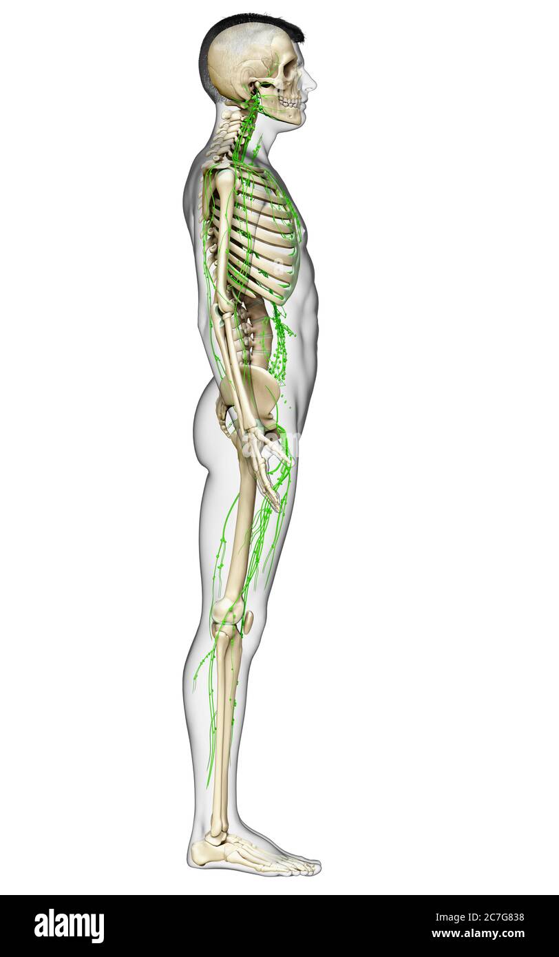 3d rendered medically accurate illustration of a male lymphatic system ...