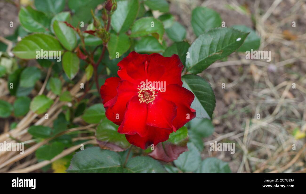 Beautiful simple red rose on bush with dried grass background Stock ...
