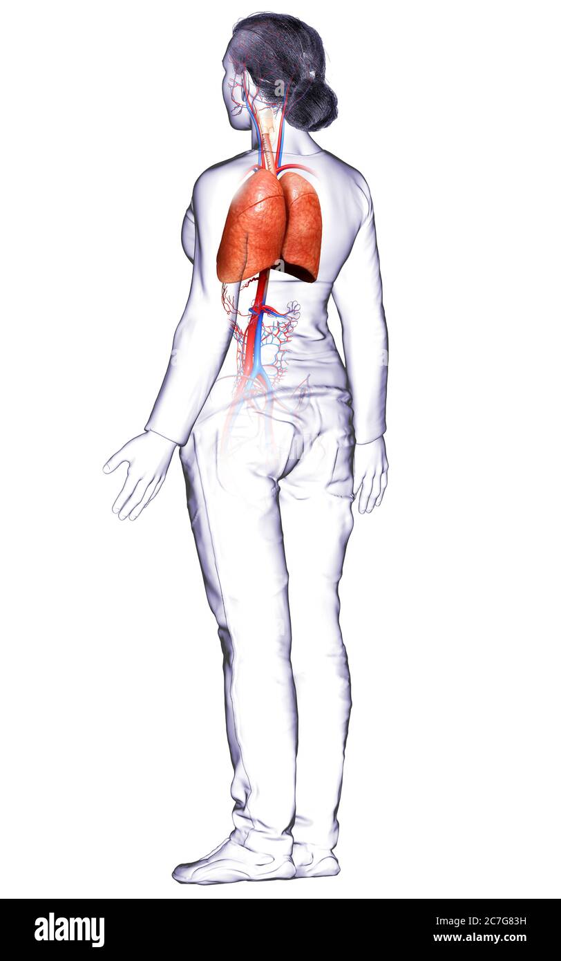 3d rendered, medically accurate illustration of a female lung anatomy ...