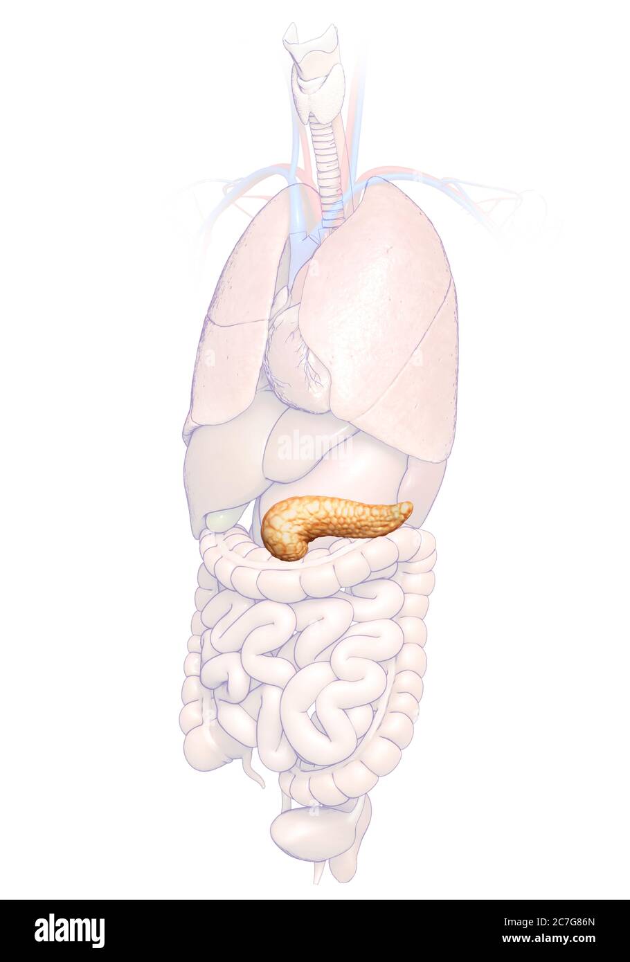 3d rendered, medically accurate illustration of the pancreas Stock ...