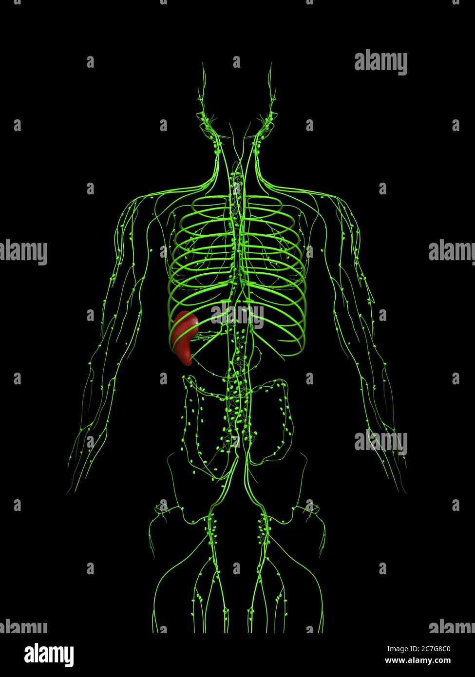 3d rendered medically accurate illustration of the lymphatic system ...