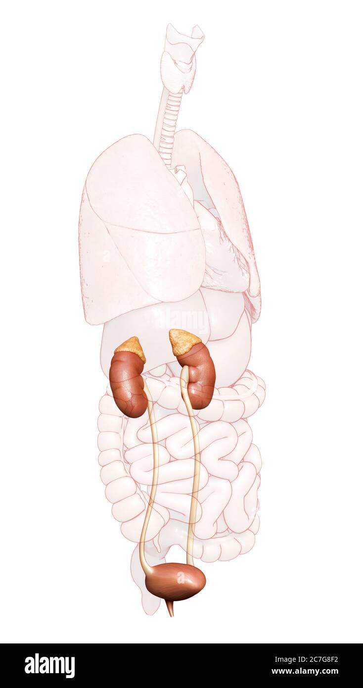 3d rendered, medically accurate illustration of the kidneys and urinary ...