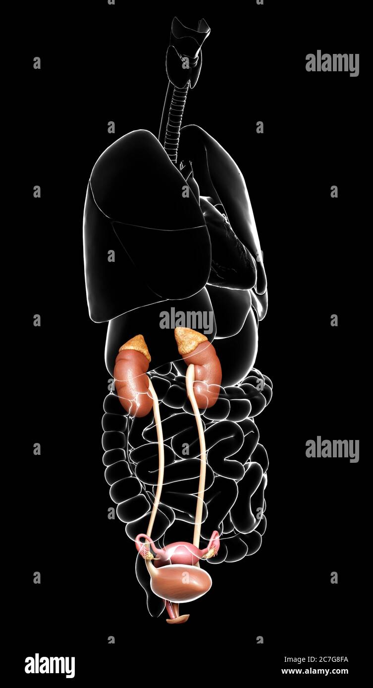 3d rendered, medically accurate illustration of the female kidneys and ...